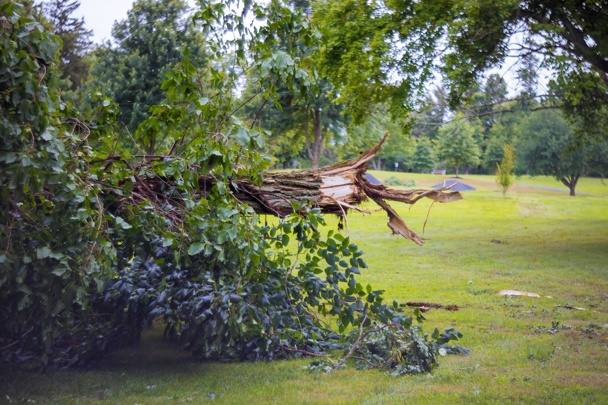 Emergency Storm Damage Services | Arbor Junkies Tree Service